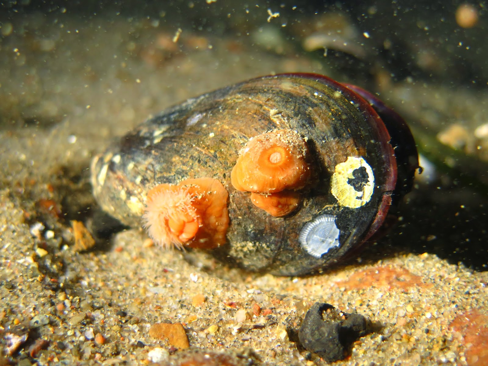 Stranden og vandet ved Kongebrogården: Konkylier, muslinger og snegle ...