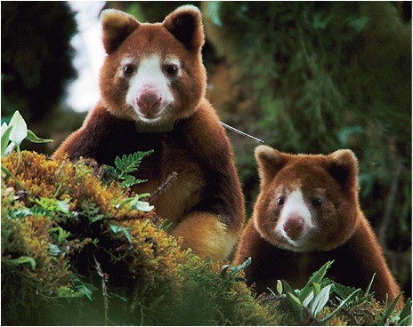 Matschie's Tree-kangaroo | The Life of Animals