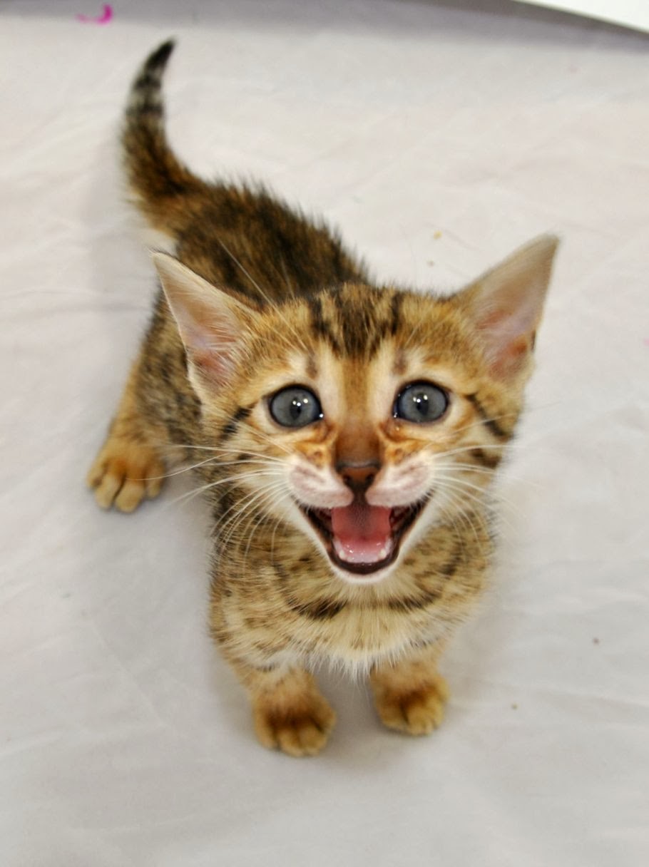 43+ Top Info Laughing Cats Cute Kittens