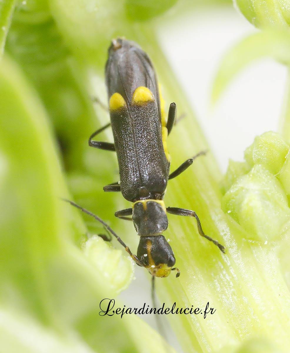 Malthinus scriptus, petit coléoptère de la famille des Cantharides.