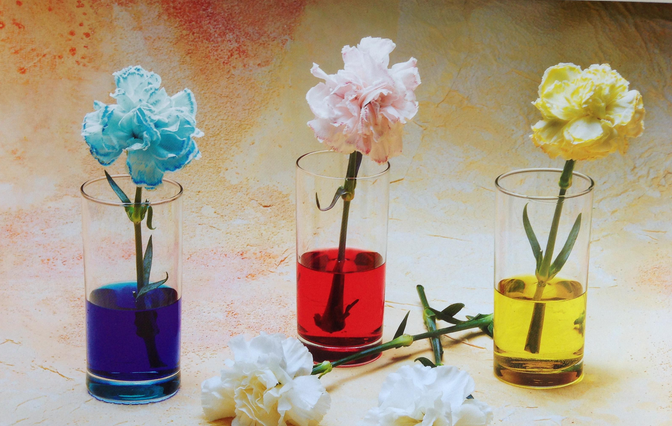 MASCOTILANDIA GINER: LOS CLAVELES Y EL APIO CON AGUA DE COLOR