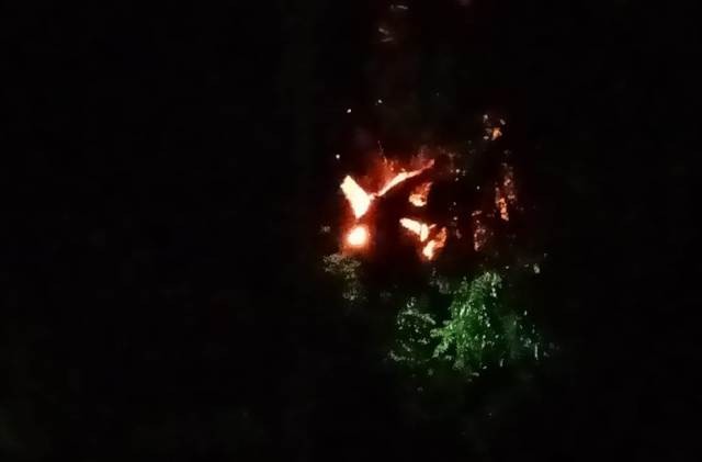 Misterius, Pohon Intaran di Pemaron Terbakar Dua Malam Berturut Paginya ...