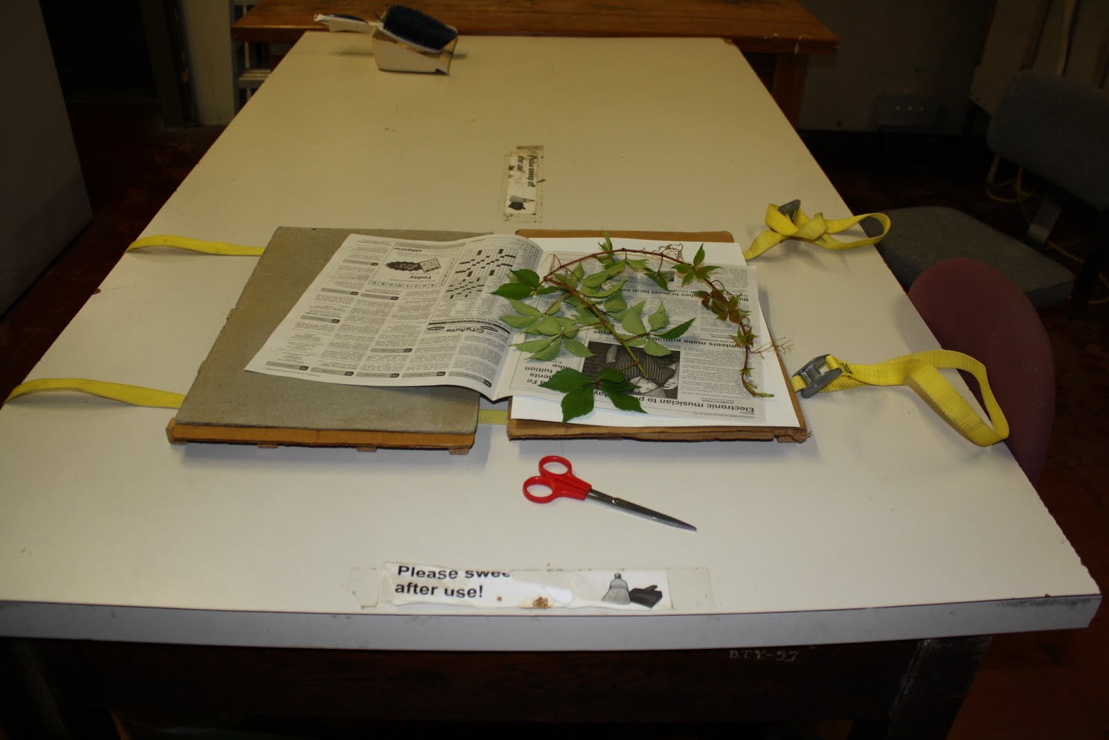 UF BOT 2710: Practical Plant Taxonomy: Lab 1: Specialized botanical ...