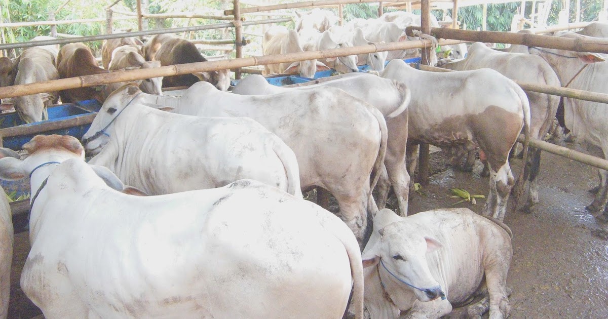Jual Sapi & Kambing ( hewan ) Qurban kota Palu - UNIKPALU.com