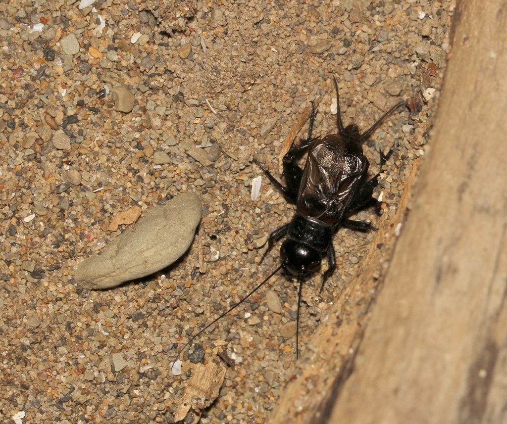 Listening in Nature: A Spring Field Cricket Named Lincoln and his Log