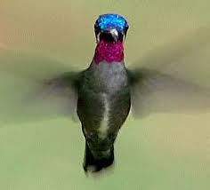 Los ojos del colibrí. Por Paola Troz.