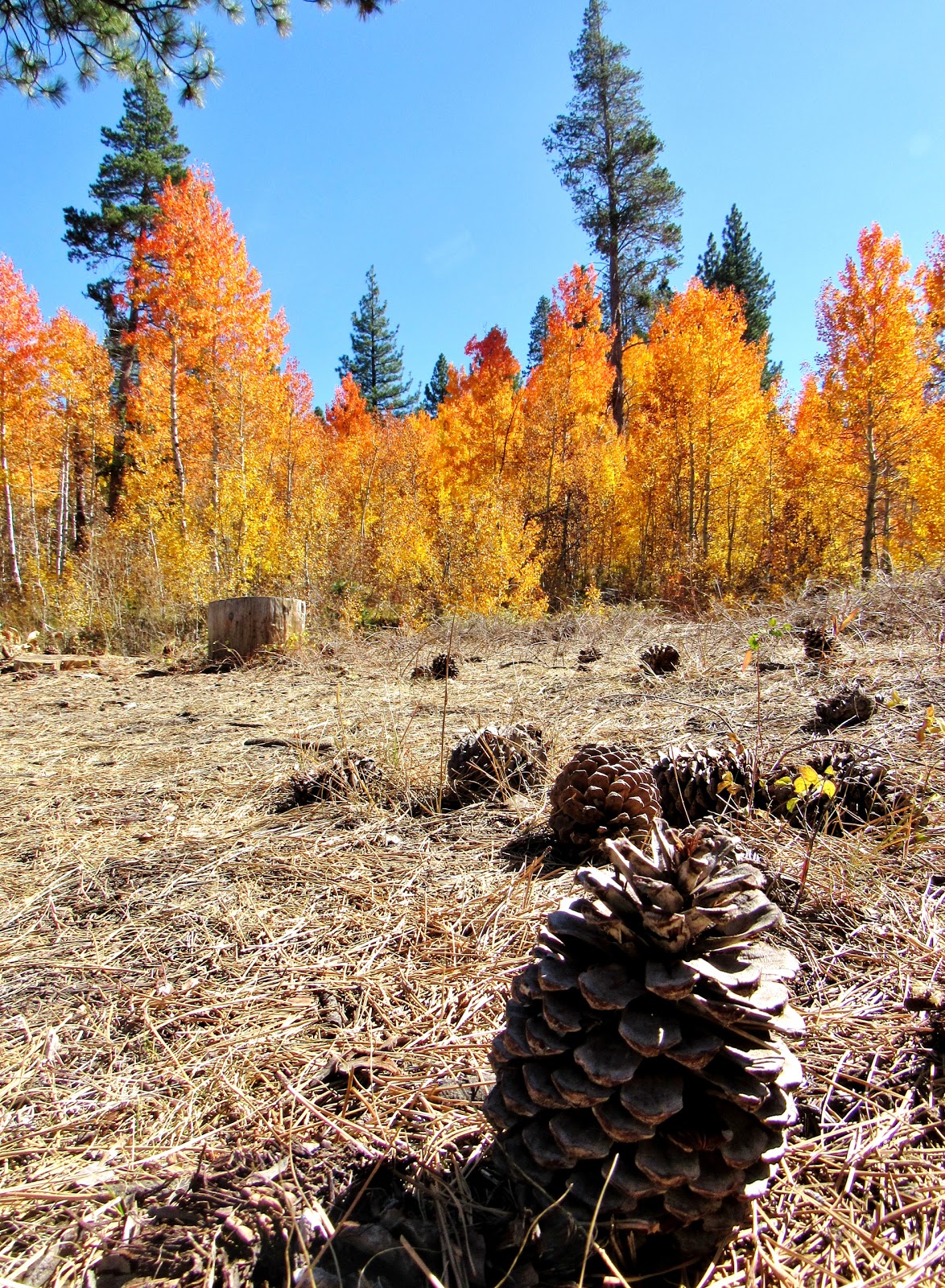 Quaking Aspen: Star of the Autumnal Sierra