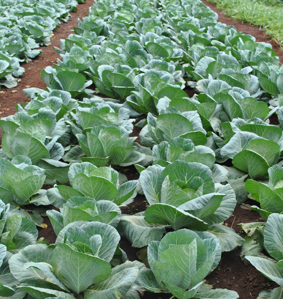 KILIMO BORA CHA KABICHI (CABBAGE) - Mabusi H.M Agricultural Projects