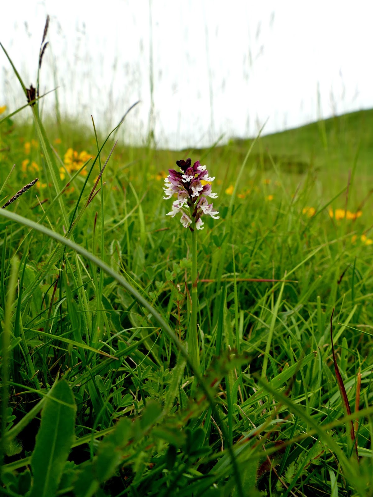 Peter Lovett's ramblings : Native orchids on the South Downs today ...