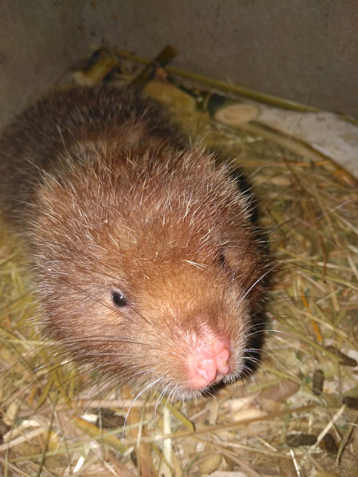 Blog về quá trình nuôi con dúi của Khoa Cao: Hình Ảnh Con Dúi Đẹp