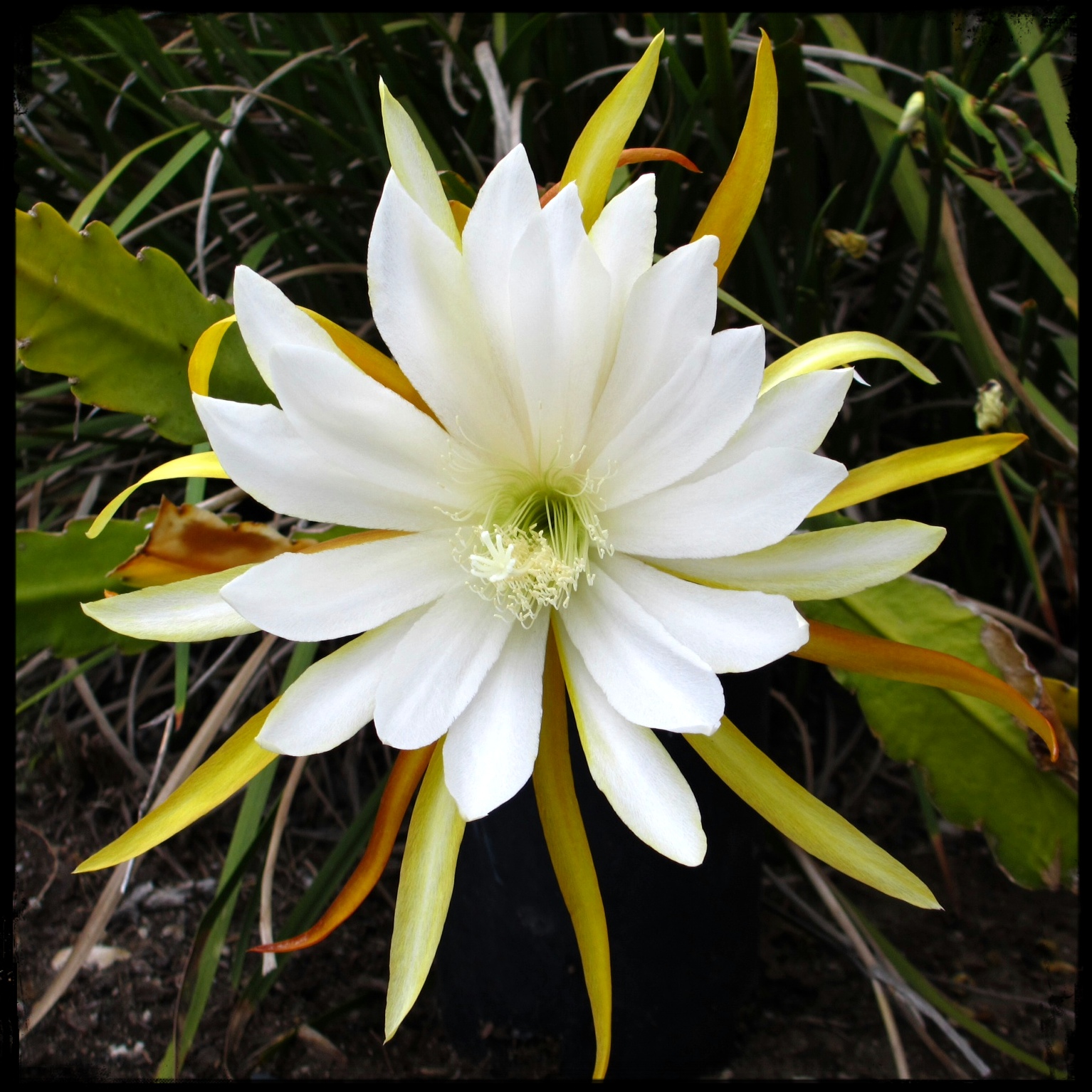 The Life & Times of an Epicollector :)