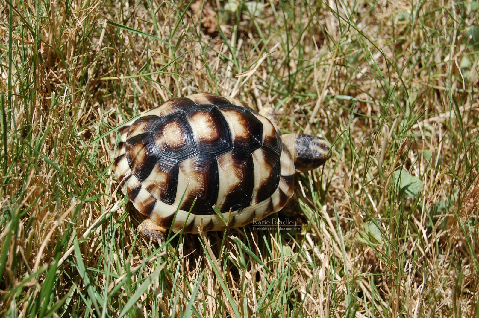 Tortaddiction: New tortoise family addition!