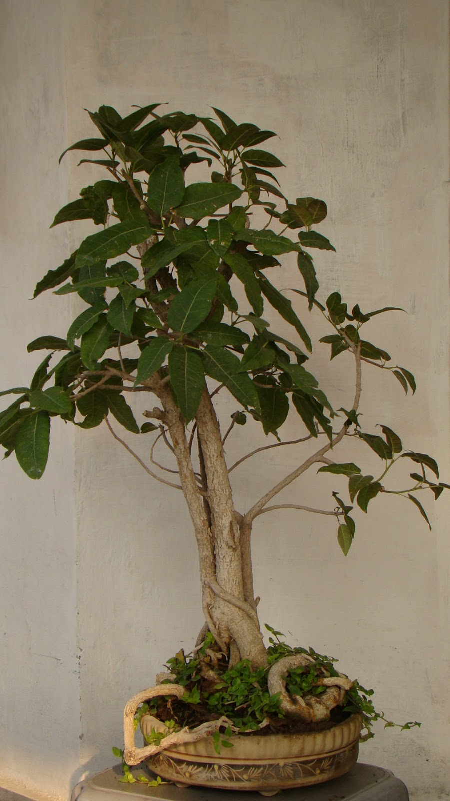 FAB HOBBY IDEAS: 10. Bonsai: the Zen way of growing trees