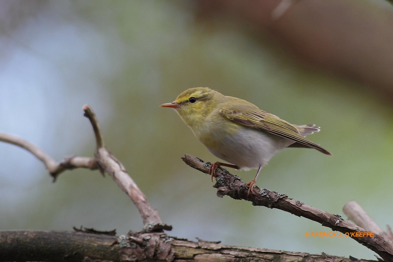 Raw Birds: WOOD WARBLER Phylloscopus sibilatrix