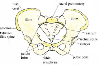 Female Pelvic Bones ~ Emi's Stethoscope