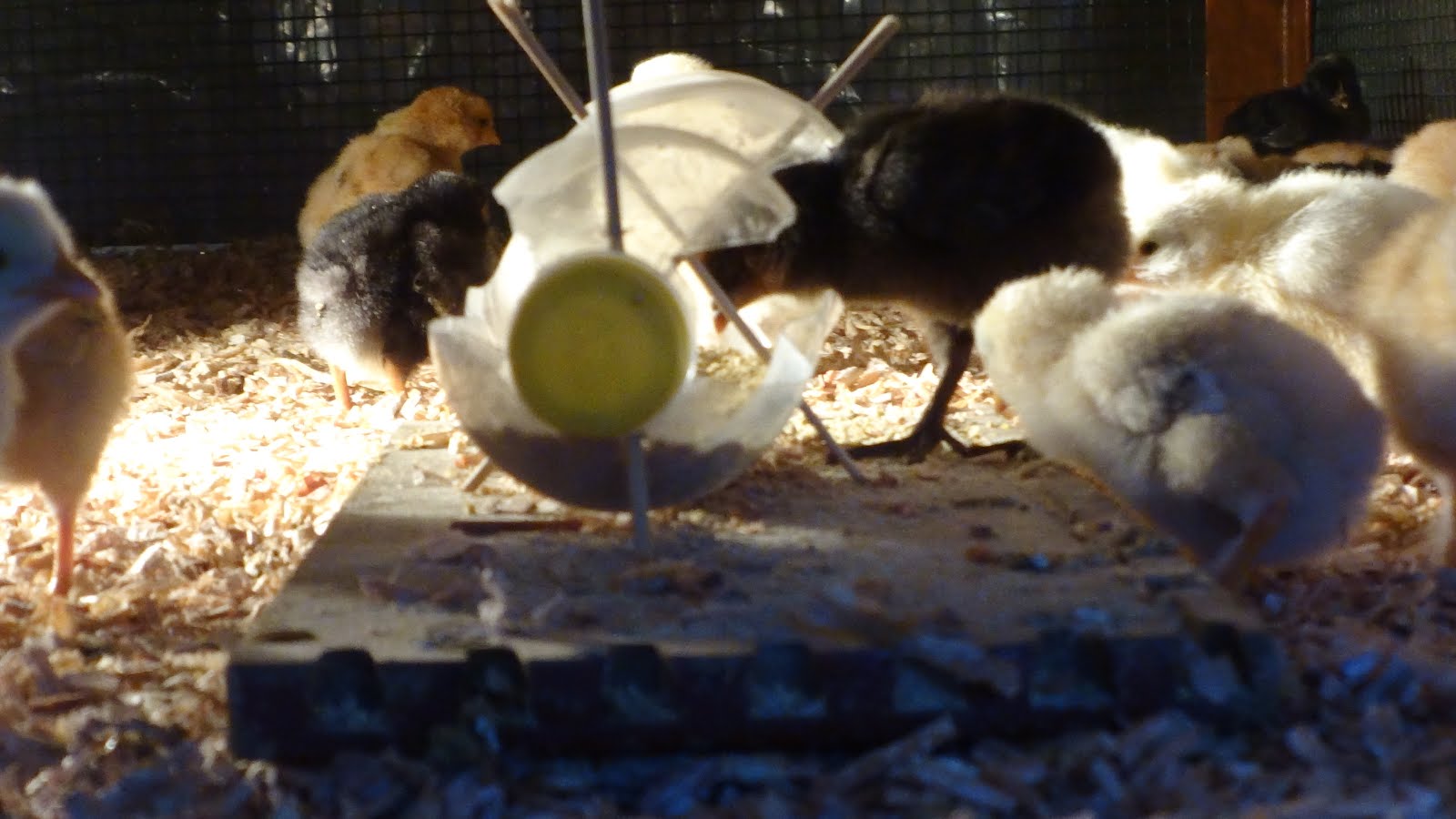 POLLO CAMPESINO AUTOCTONO ANDINO: FOTO GALERIA