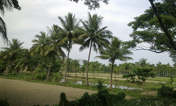 Homna - Comilla: Chandina Upazila Comilla | Pics Collection 1