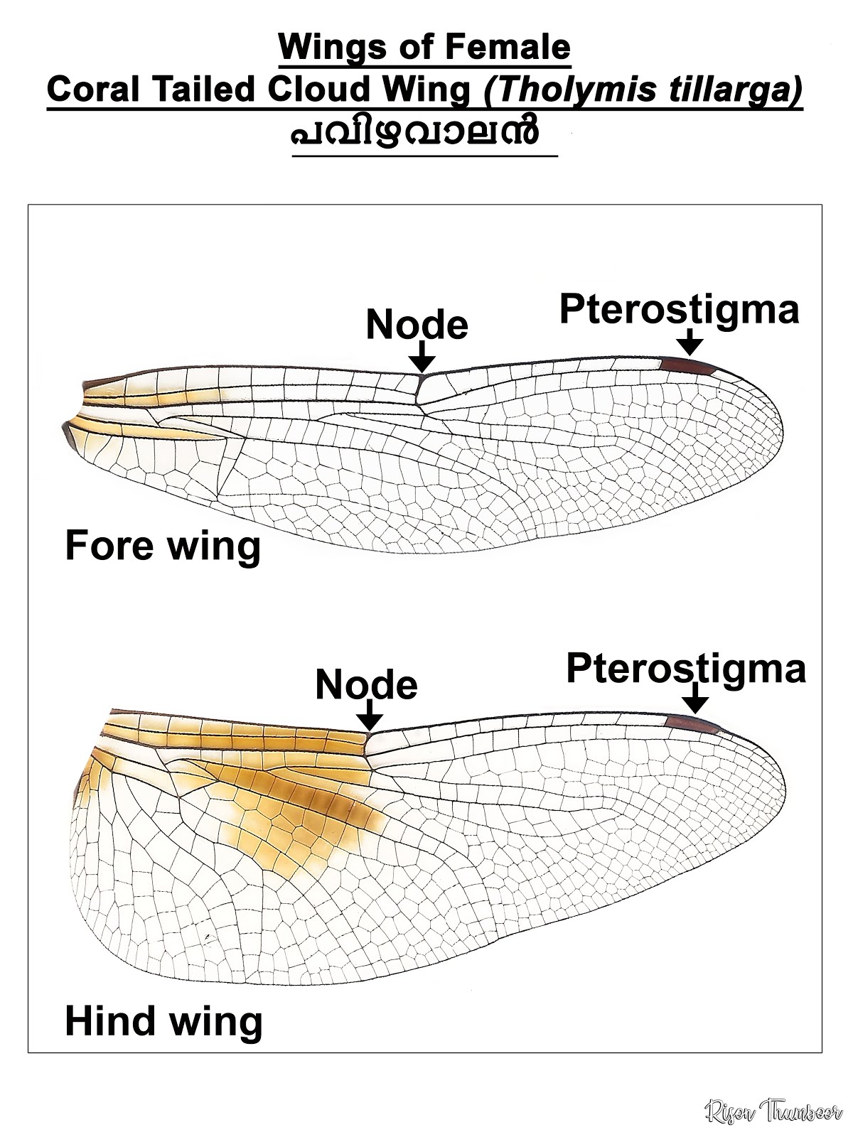Dragonflies and Damselflies Of Kerala: Anatomy of odonata