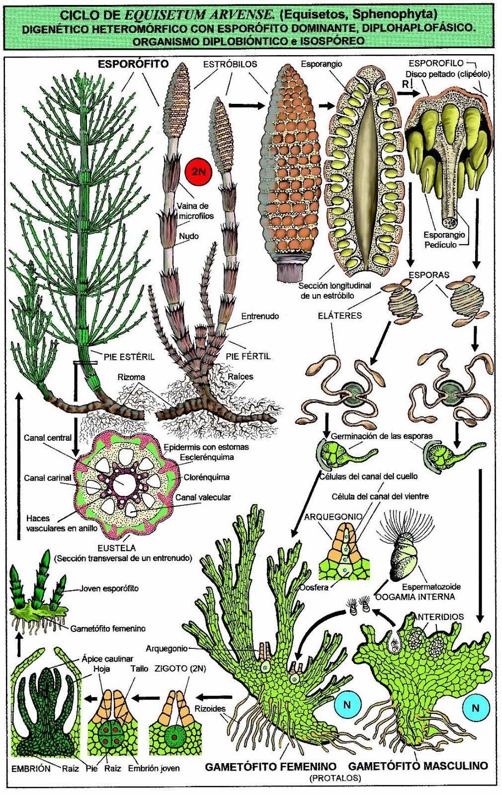 BIOLOGÍA VEGETAL II: PTERIDOFITAS