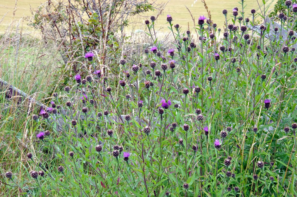North Fife: Knapweed