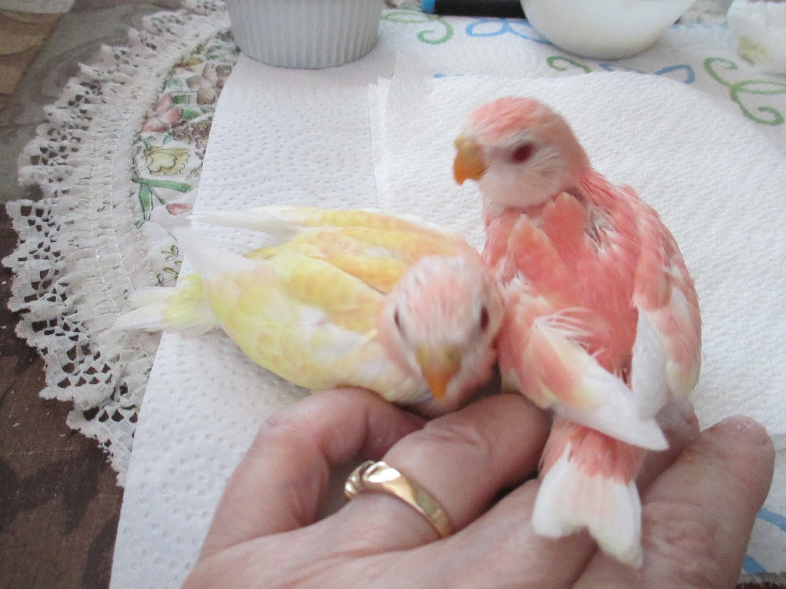 The Splendid Bourke Bird Blog: Rubino Bourke with Dark Eyes!