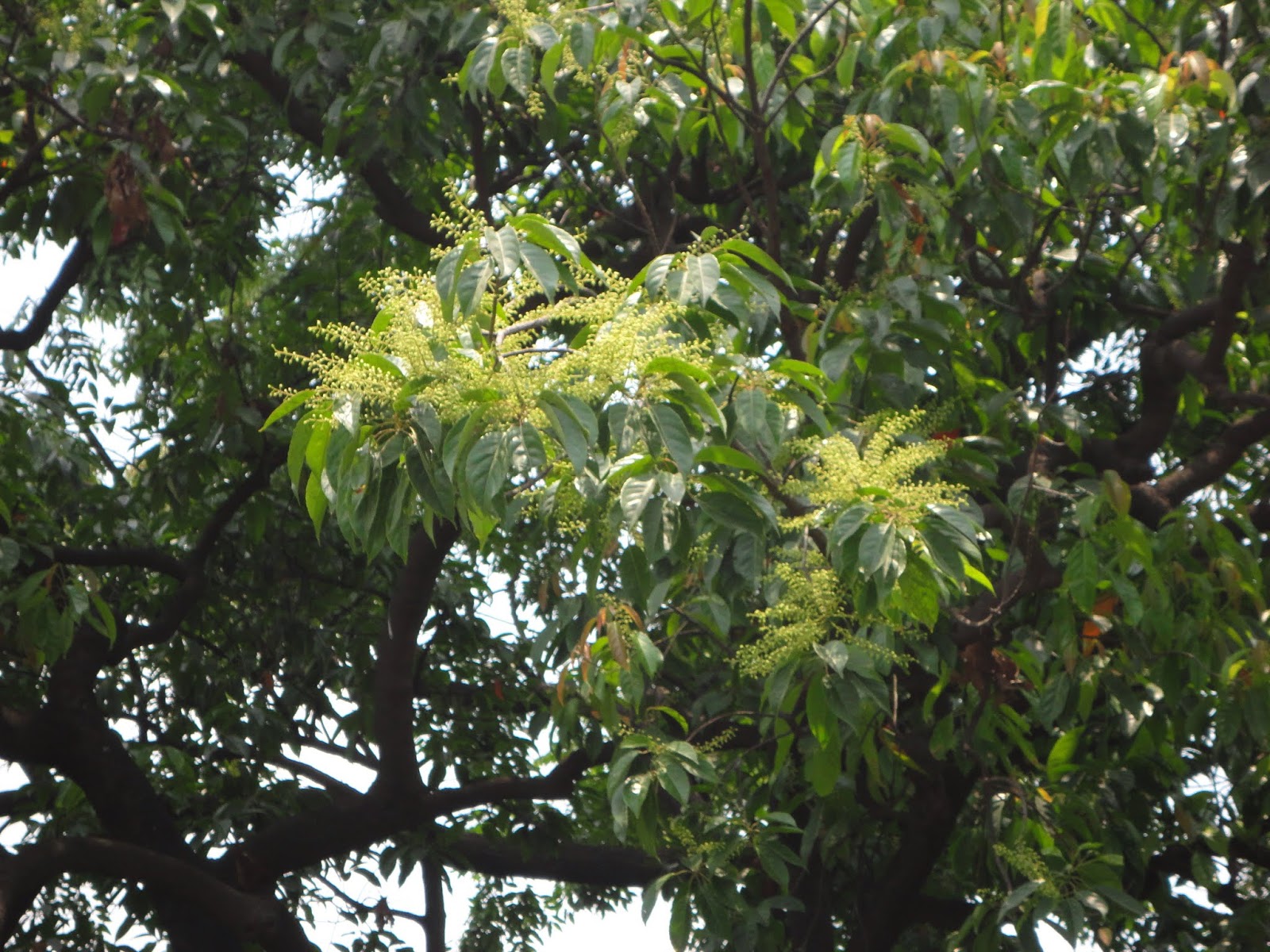 Jolpai or Ceylon olive, Elaeocarpus serratus, Elaeocarpaceae