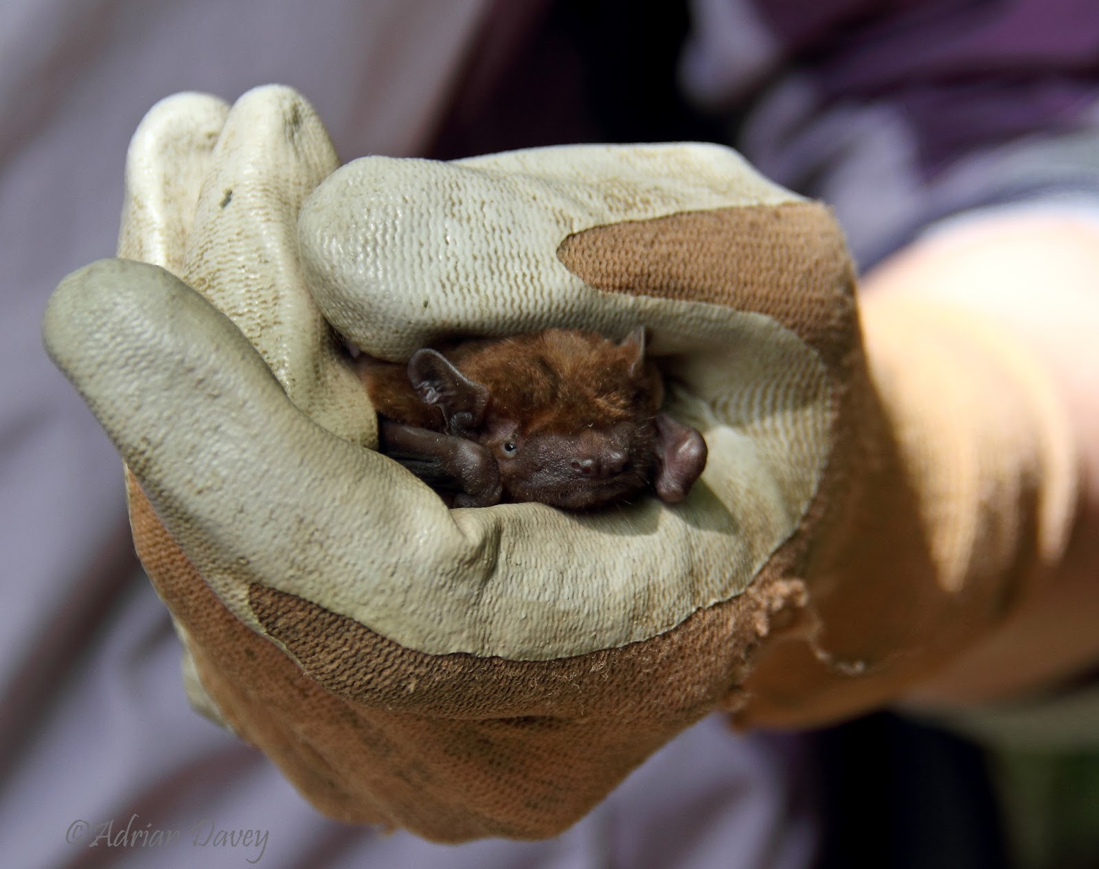 Adrian Davey Wildlife Photography Diary: Noctule Bat