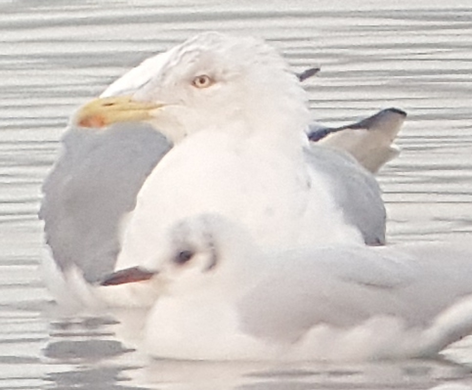 A Field Notebook: Watching the Pennington Flash gull roost