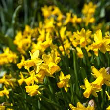 Lets see what are the meanings of yellow Flowers in flower's language ...