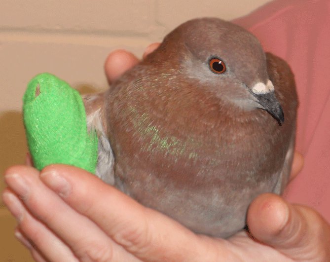 Mis amigas las palomas: Tratamiento ALA ROTA