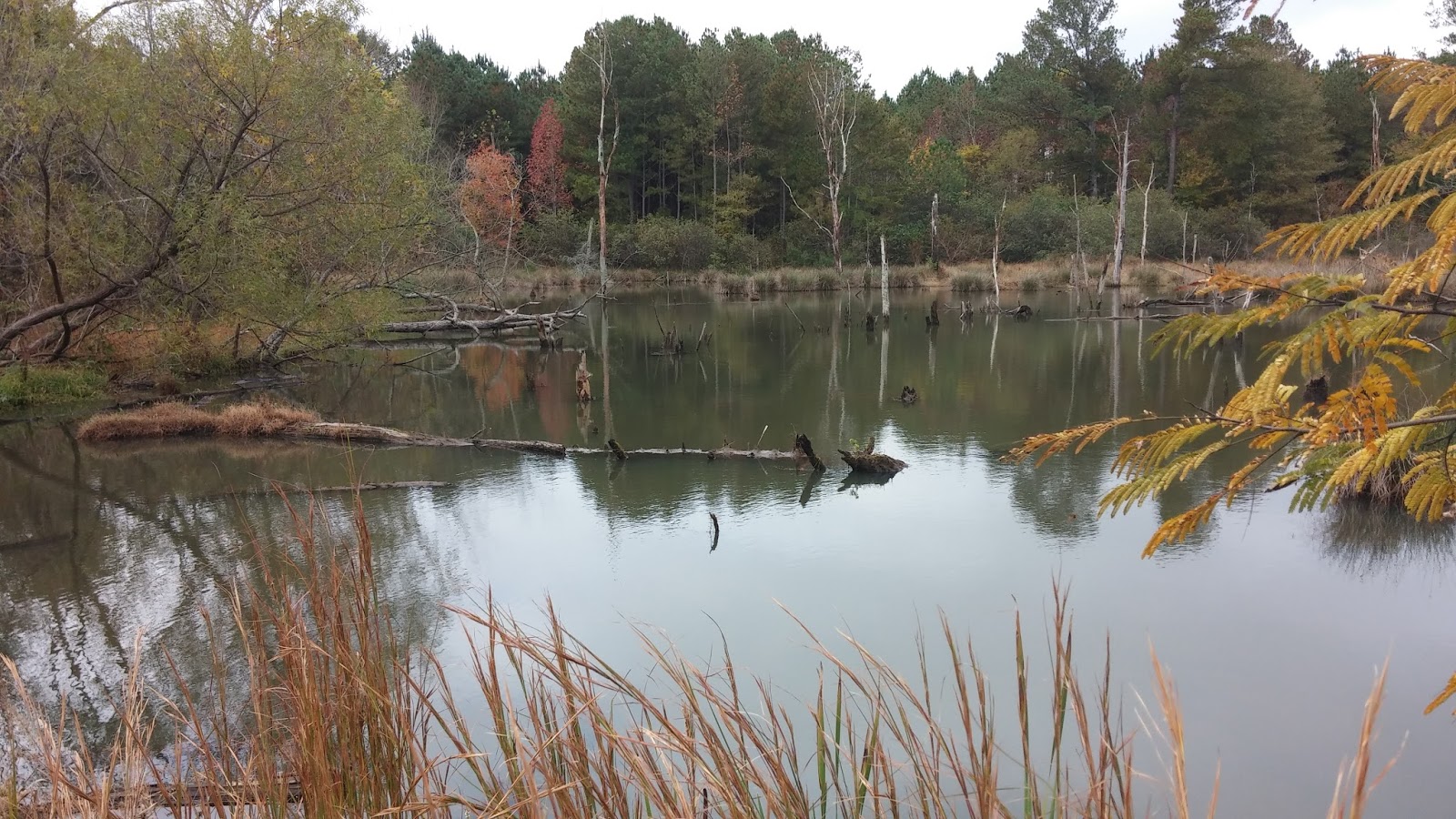 Good Reading: The Trout Pond