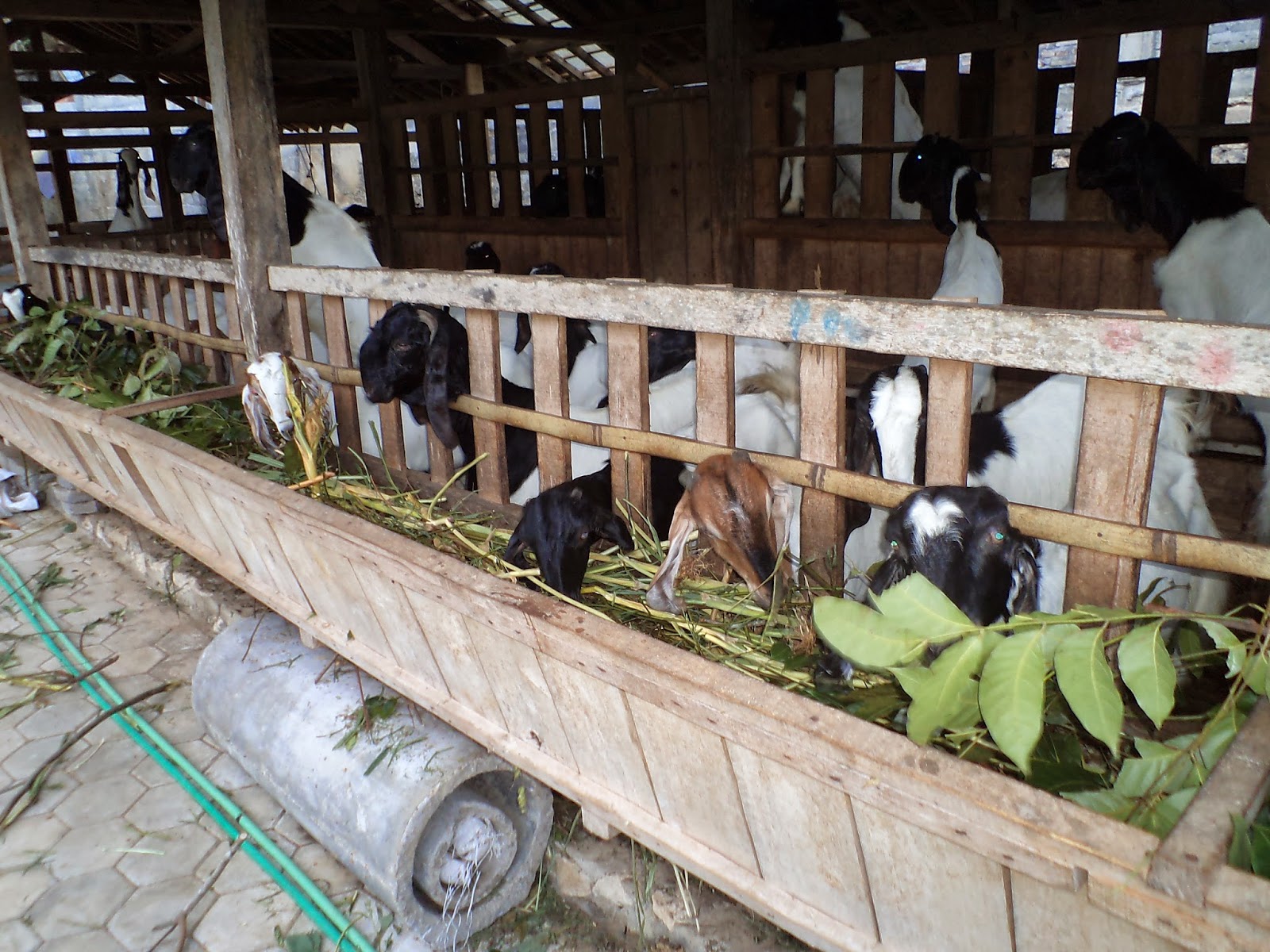 Kambing PeranakanEtawa (PE) ~ Kambing Etawa