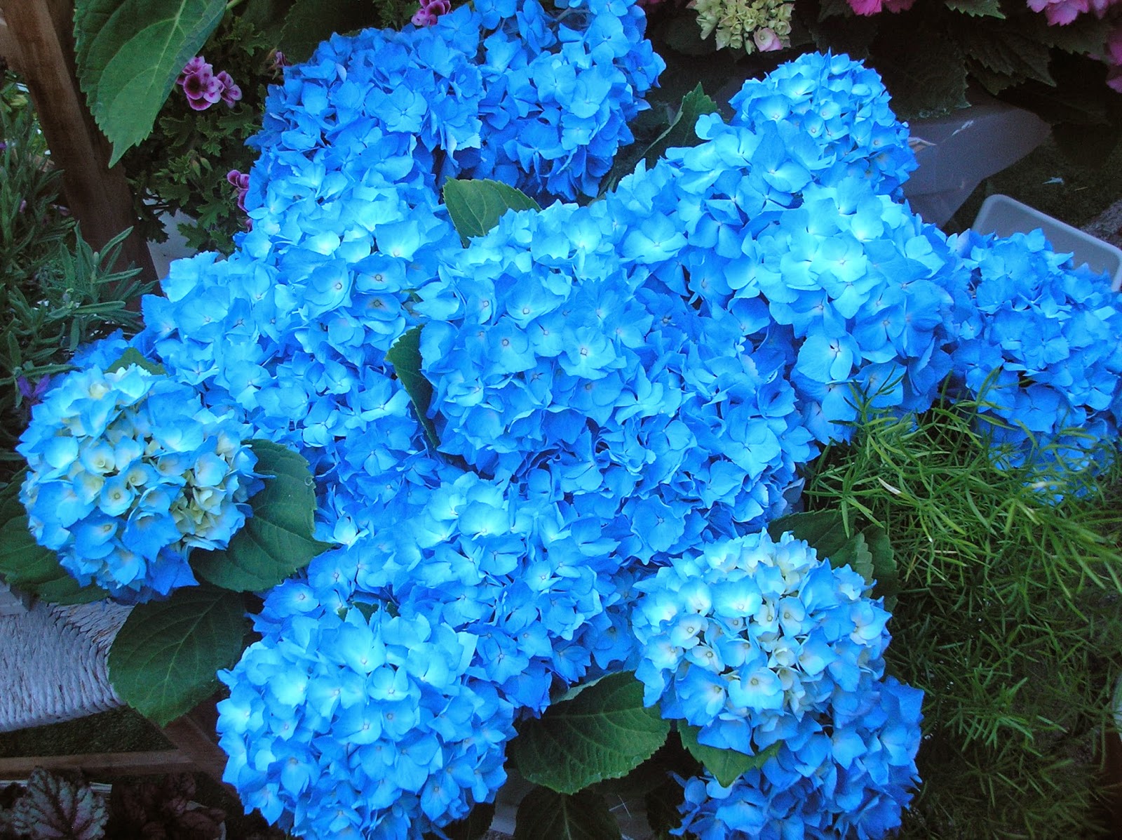 UBUScientia: Antocianinas, los otros pigmentos del reino vegetal