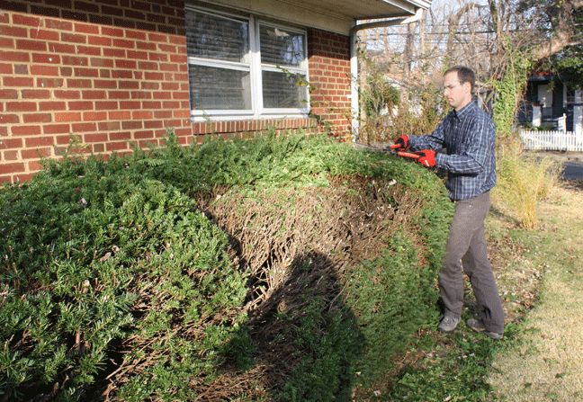 grounded design by Thomas Rainer: The Cloud Hedge Experiment