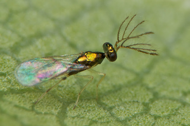 Sympiesis – Variety of Life