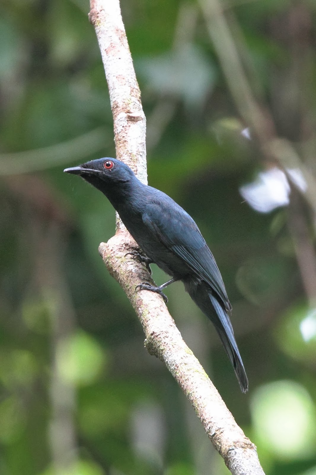 Mike is the name Birding is the game ( Birding in Malaysia - Malaysian ...