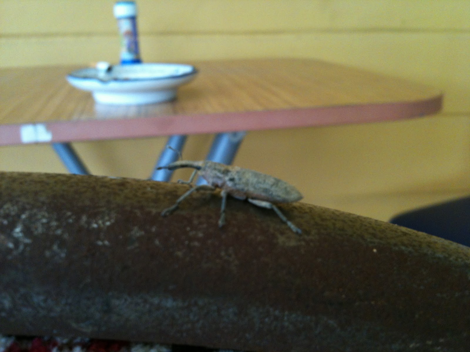 Istanbul's Stranger: Aardvark Precious: The Best Bug Ever