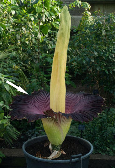 Pleurothallidinae: Les Araceae