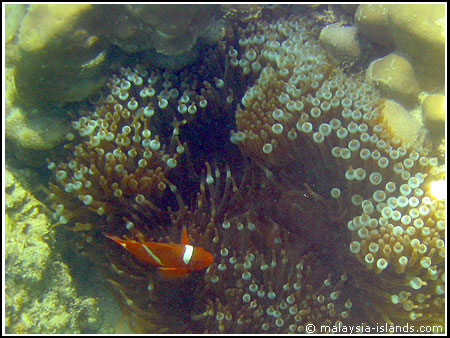 ♥My Story@LovesMeReadme♥: Snorkeling in Sapi Island