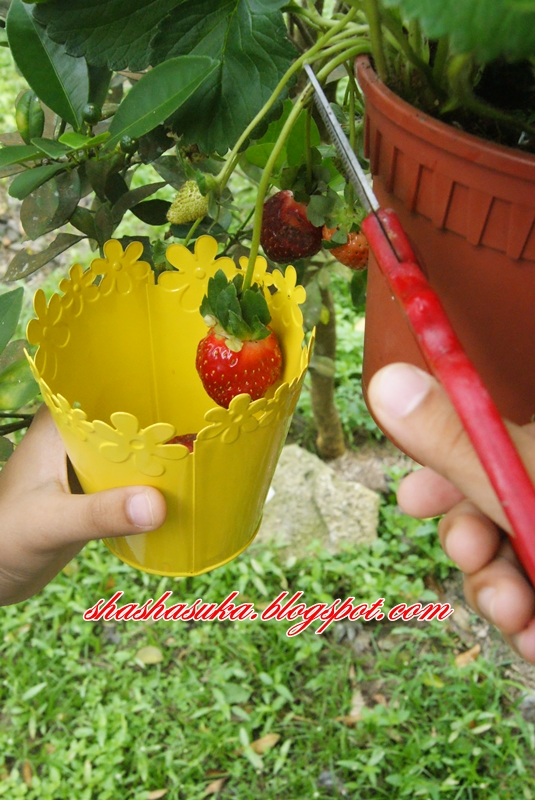 HoBi & KoleKsikU...: Pokok Strawberry