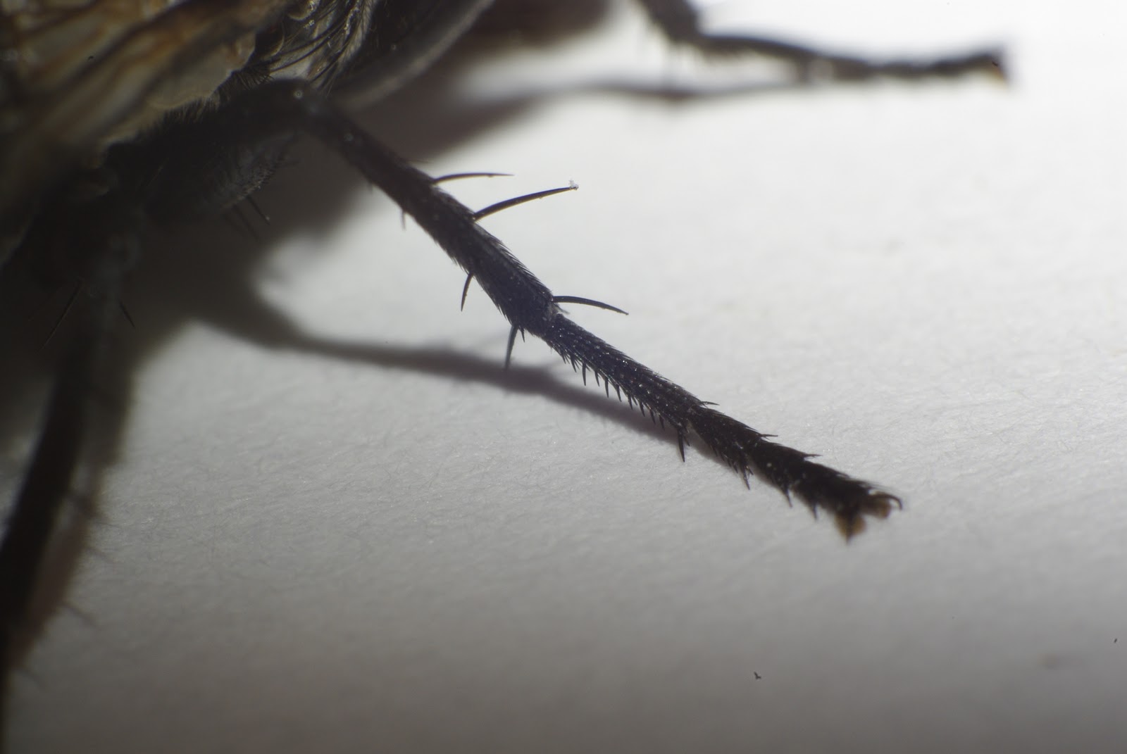 EL OJO DE SAUROOM: Macro de un moscón