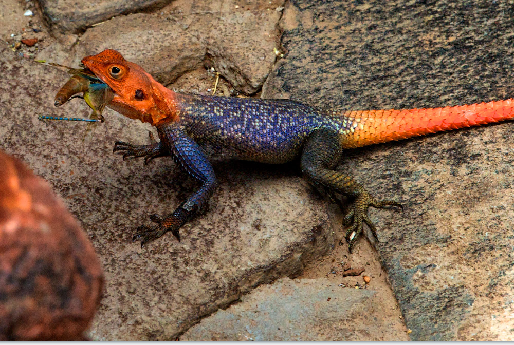 Lizards ~ World of photography