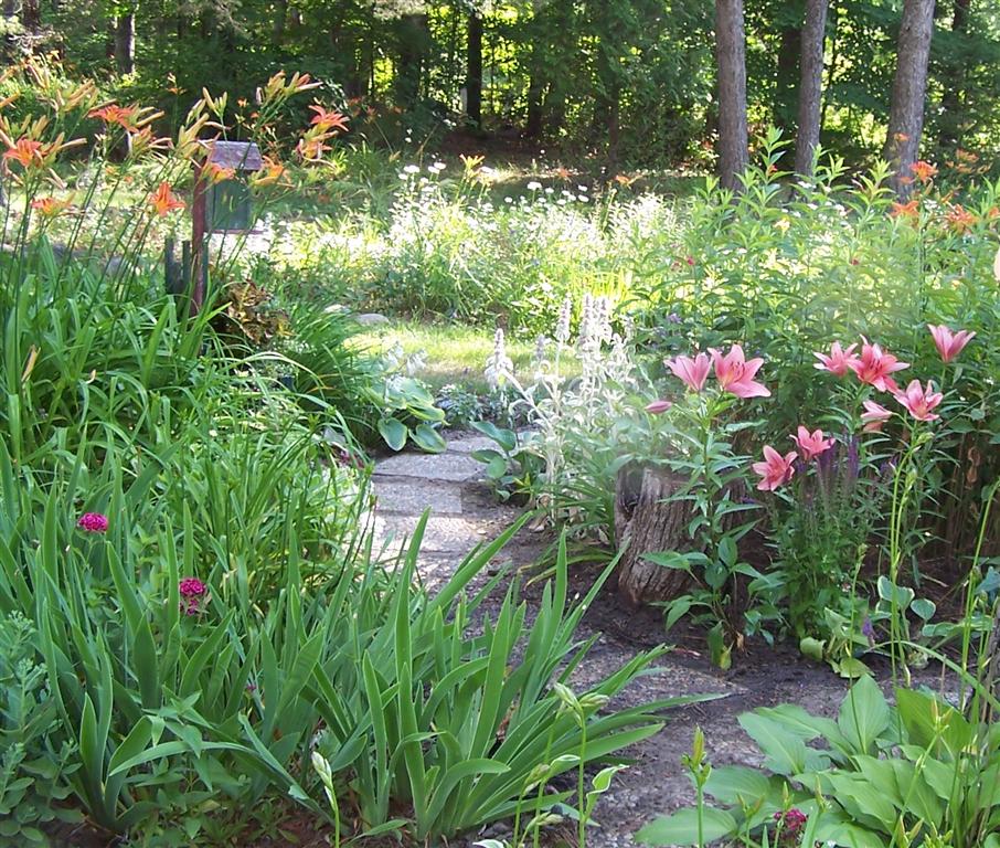 Perennial Passion: Out with the Mildewy Phlox--In with the Manhattan ...