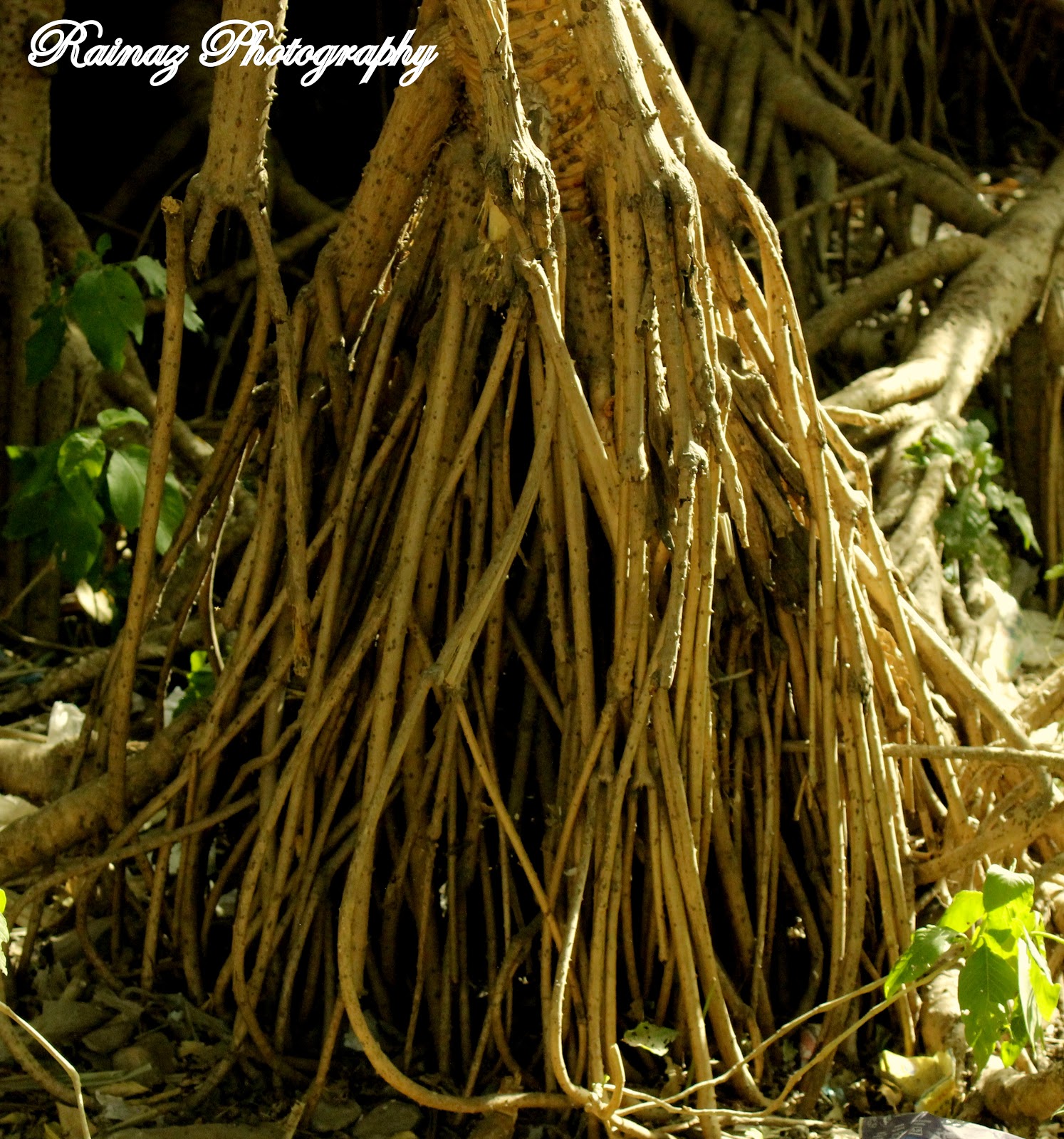 The Haunted Bhangarh - Kevda (Rare Tree)