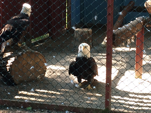 Let's Visit The Raptor Trust in Millington, NJ | The Jersey Momma