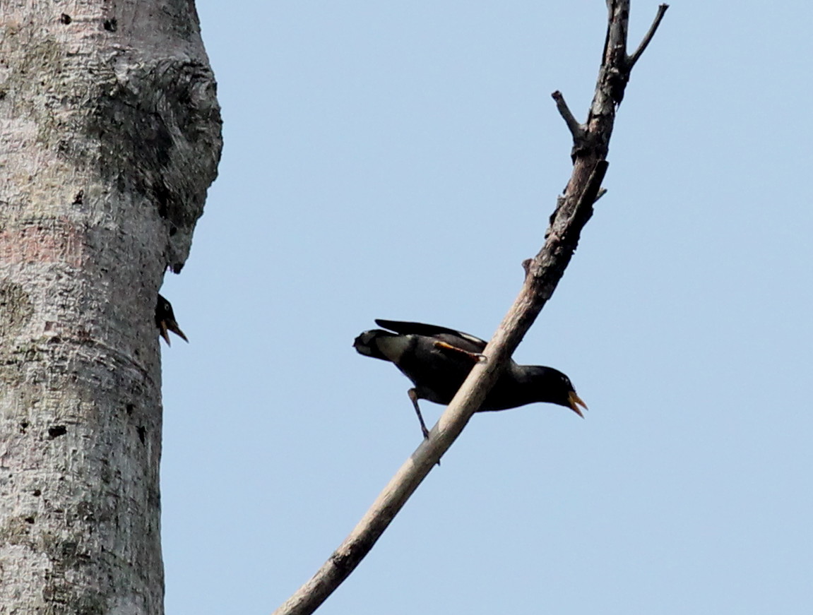 Ron-Nature-Adventures: Birding at Sg Lepoh, Ulu Langat - July 2012