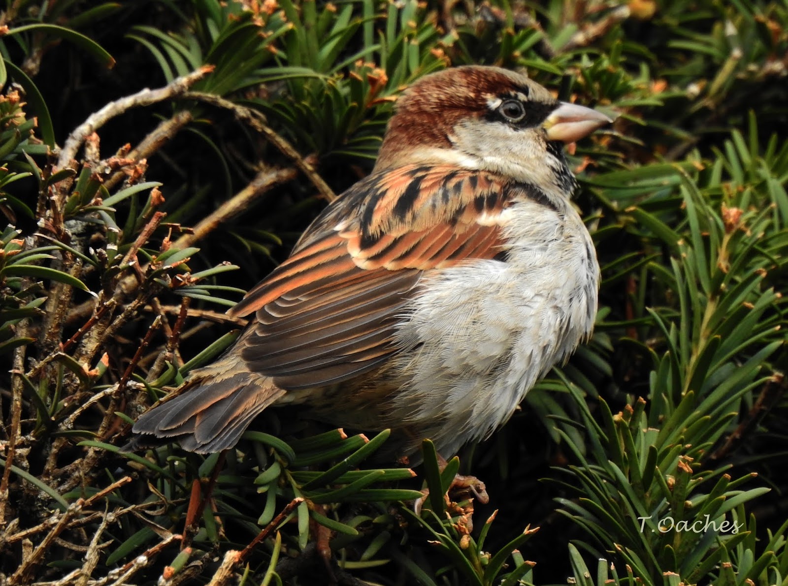 PASARI DIN ROMANIA: VRABIA DE CASA, Passer domesticus