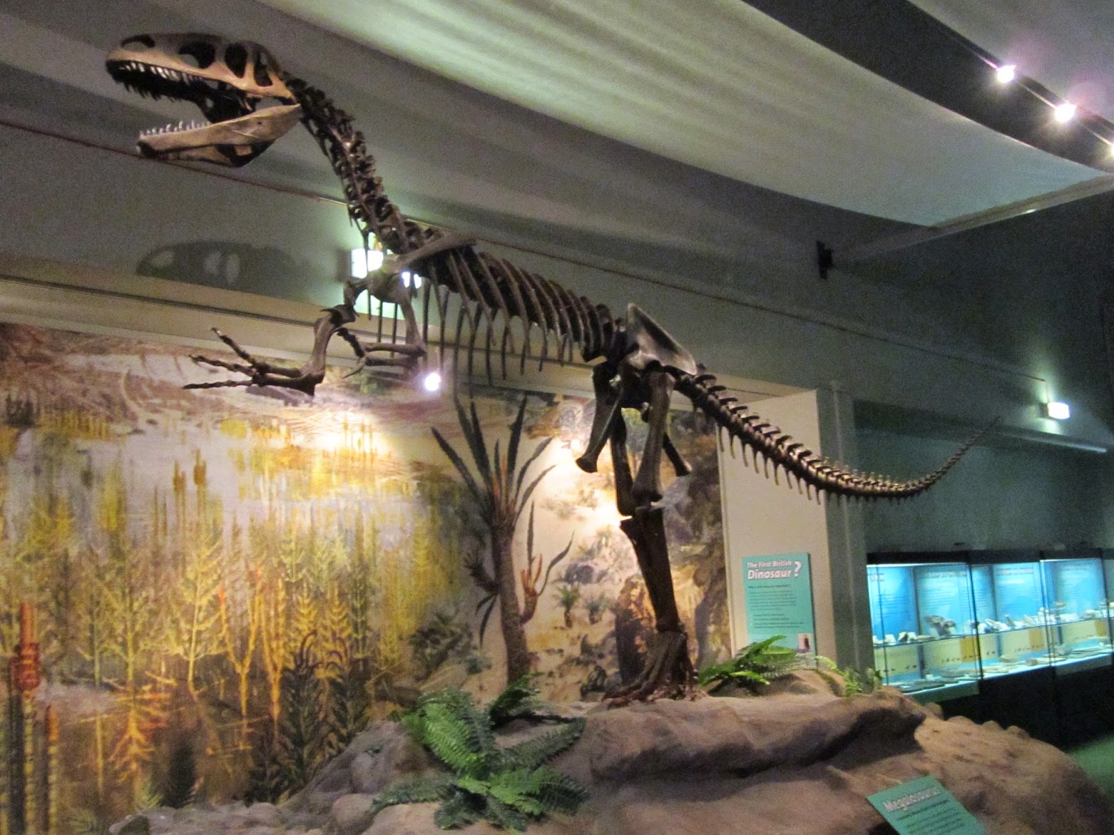 IlRegnodeiFossili: IL MEGALOSAURUS SIGNIFICA "GRANDE RETTILE"