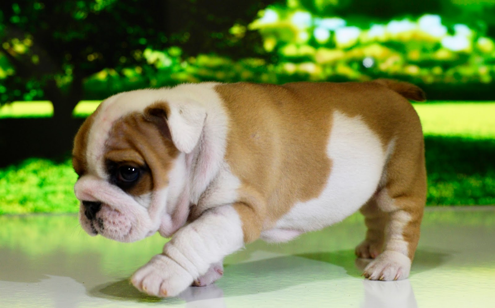 CANIL VERSAILLES FILHOTES DE BULLDOG INGLÊS E FRANCÊS: filhotes de ...