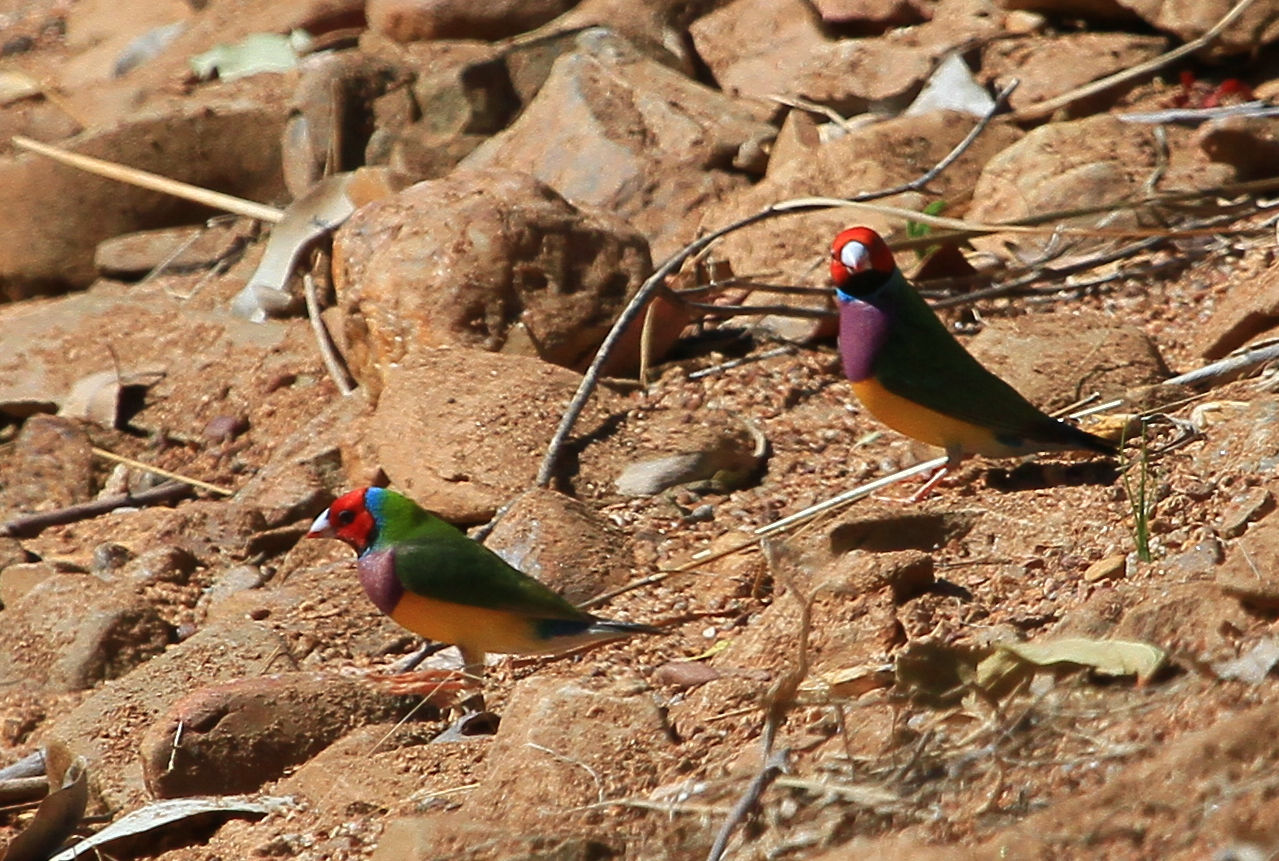 Richard Waring's Birds of Australia: Gouldian Finches - in the wild, photos